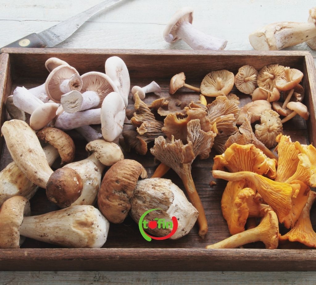 Mantar | Kurutulmuş Mantar - TOFiN FOOD